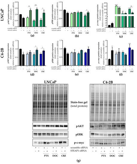 STEAP1 Knockdown Decreases the Sensitivity of Prostate Cancer Cells to ...