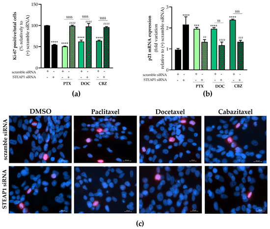 STEAP1 Knockdown Decreases the Sensitivity of Prostate Cancer Cells to ...
