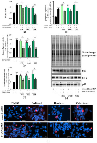 STEAP1 Knockdown Decreases the Sensitivity of Prostate Cancer Cells to ...