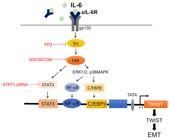 Src-FAK Signaling Mediates Interleukin 6-Induced HCT116 Colorectal ...