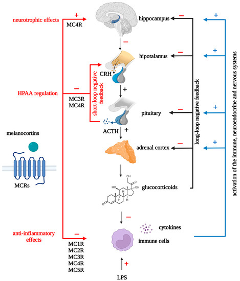 The Melanocortin System: A Promising Target for the Development of New ...