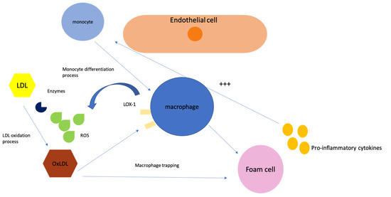 Exploring the Association between Low-Density Lipoprotein Subfractions ...
