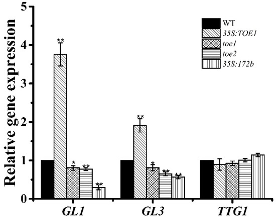 TOE1/TOE2 Interacting with GIS to Control Trichome Development in ...