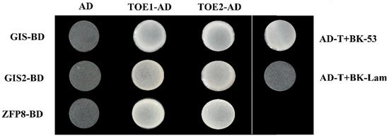 TOE1/TOE2 Interacting with GIS to Control Trichome Development in ...