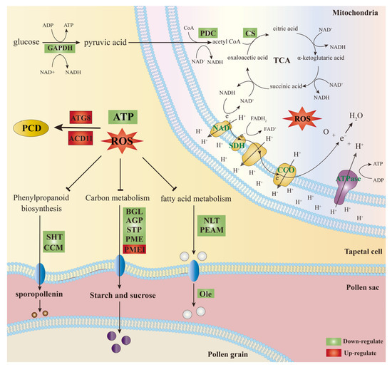 Comparative Transcriptome Analysis Reveals a Potential Regulatory ...