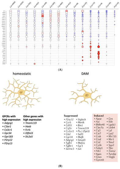 The Signaling Pathway of the ADP Receptor P2Y12 in the Immune System ...