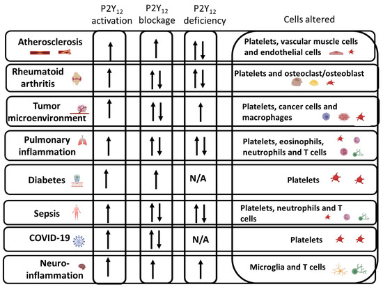 The Signaling Pathway of the ADP Receptor P2Y12 in the Immune System ...