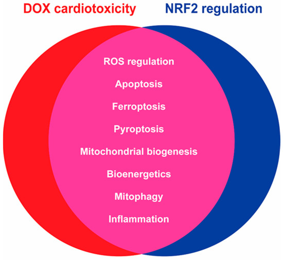Mitigation of Cardiovascular Disease and Toxicity through NRF2 Signalling