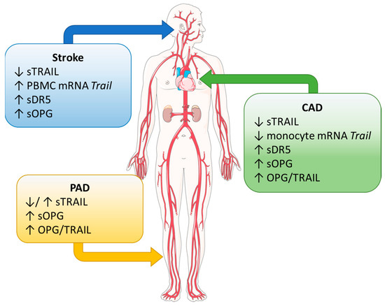 The Prognostic, Diagnostic, and Therapeutic Potential of TRAIL ...