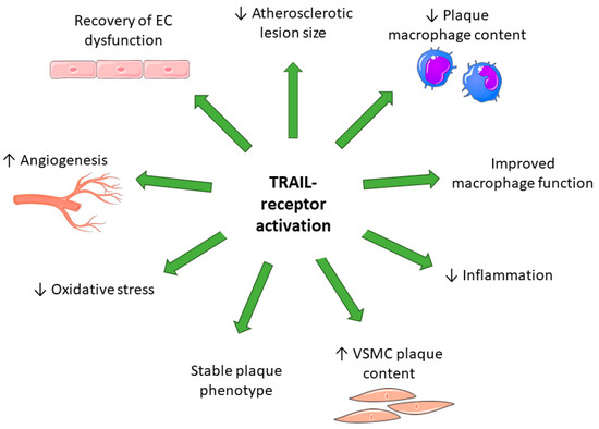 The Prognostic, Diagnostic, and Therapeutic Potential of TRAIL ...