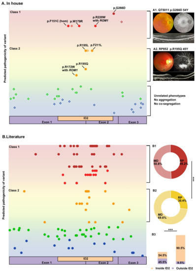 New Insight into the Genotype-Phenotype Correlation of PRPH2-Related ...
