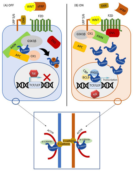 Wnt Signaling Inhibitors and Their Promising Role in Tumor Treatment