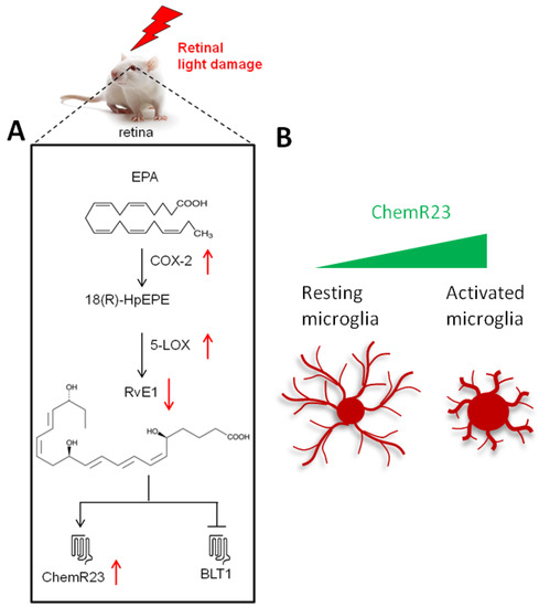 Dysregulation of Resolvin E1 Metabolism and Signaling in a Light-Damage ...