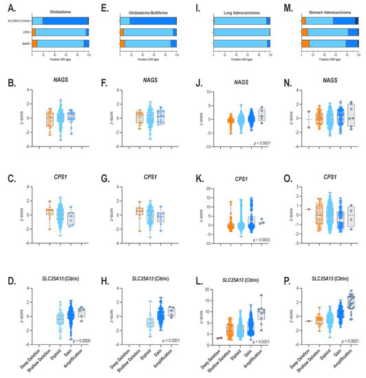 NAGS, CPS1, and SLC25A13 (Citrin) at the Crossroads of Arginine and ...