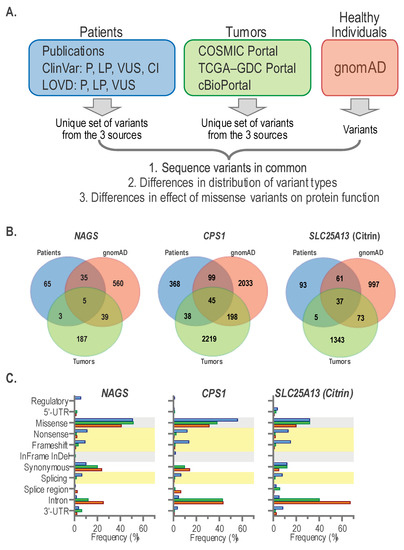 NAGS, CPS1, and SLC25A13 (Citrin) at the Crossroads of Arginine and ...