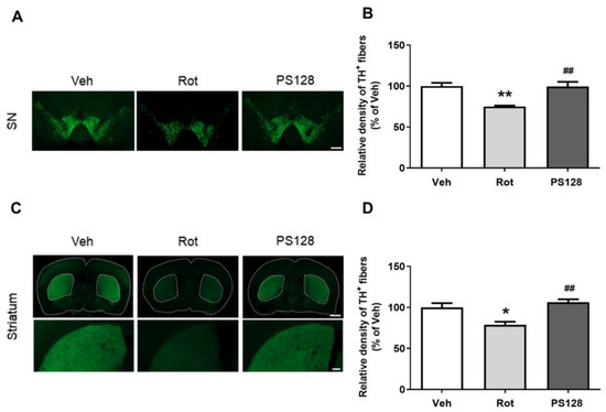 Neuroprotective Effects of Lactobacillus plantarum PS128 in a Mouse ...