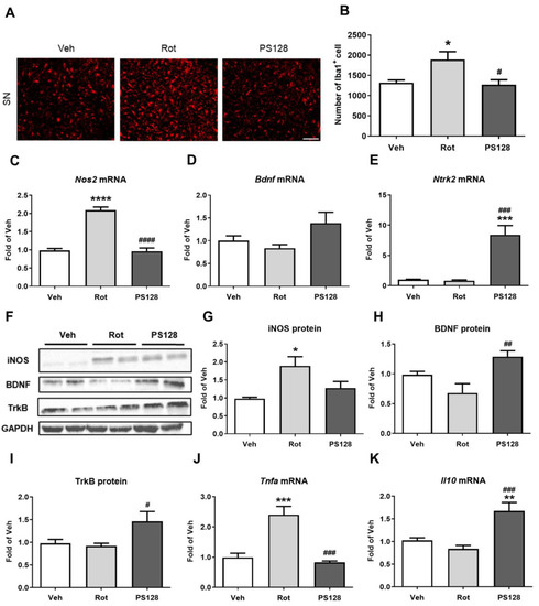 Neuroprotective Effects of Lactobacillus plantarum PS128 in a Mouse ...