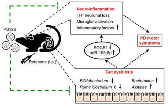 Neuroprotective Effects of Lactobacillus plantarum PS128 in a Mouse ...