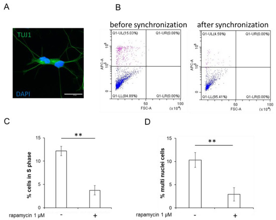 Protocol Optimization for Direct Reprogramming of Primary Human ...