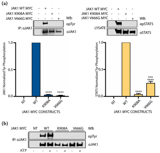 JAK1 Pseudokinase V666G Mutant Dominantly Impairs JAK3 Phosphorylation ...