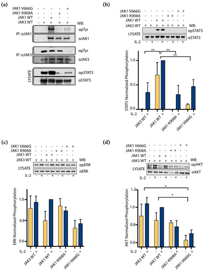 JAK1 Pseudokinase V666G Mutant Dominantly Impairs JAK3 Phosphorylation ...