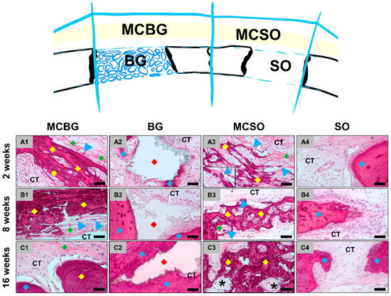 Analyses of the Cellular Interactions between the Ossification of ...