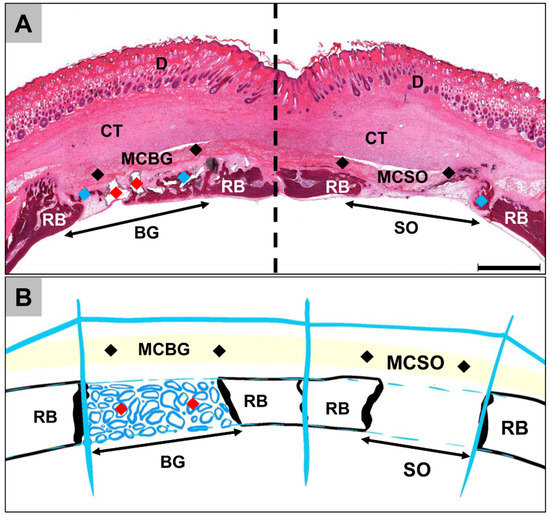 IJMS | Free Full-Text | Analyses of the Cellular Interactions between ...