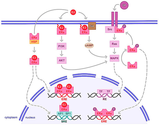 A Basic Review on Estrogen Receptor Signaling Pathways in Breast Cancer