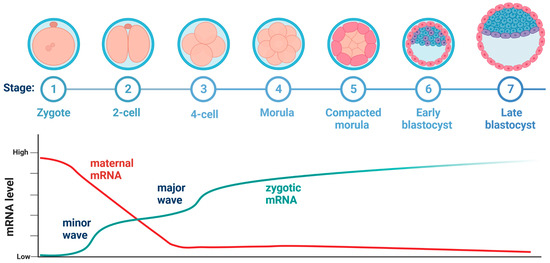 Oogenesis And Folliculogenesis Oogenesis In Women: From Molecular