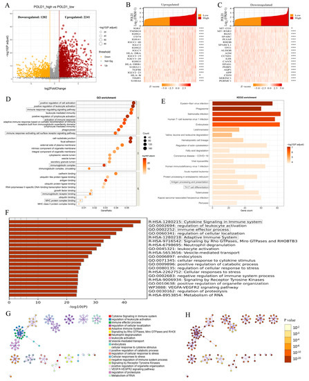 POLD1 as a Prognostic Biomarker Correlated with Cell Proliferation and ...