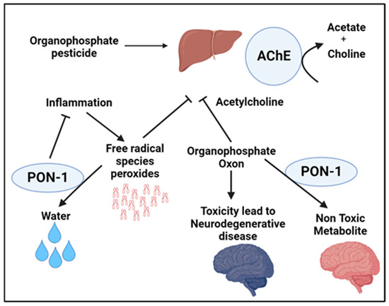 Paraoxonases at the Heart of Neurological Disorders
