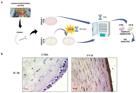 Regulation of UV-B-Induced Inflammatory Mediators by Activity-Dependent ...
