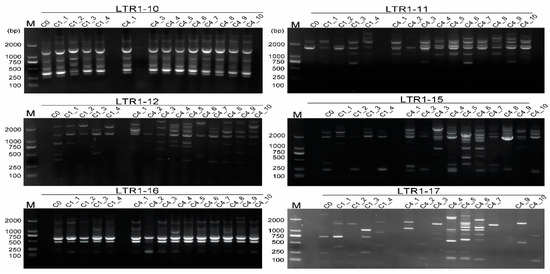 IRAPs in Combination with Highly Informative ISSRs Confer Effective ...