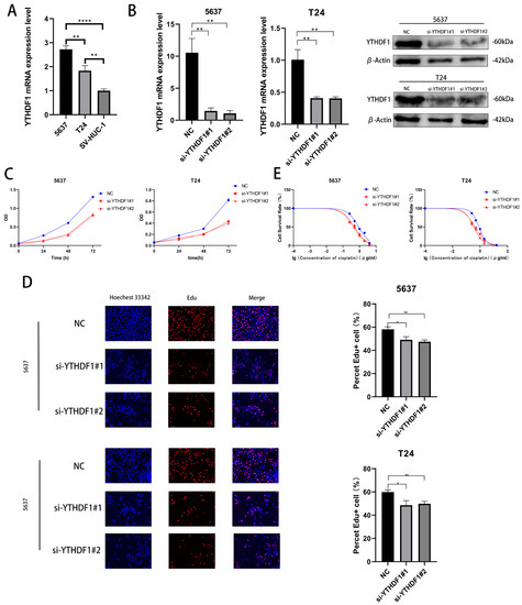 YTHDF1 Promotes Bladder Cancer Cell Proliferation via the METTL3/YTHDF1 ...