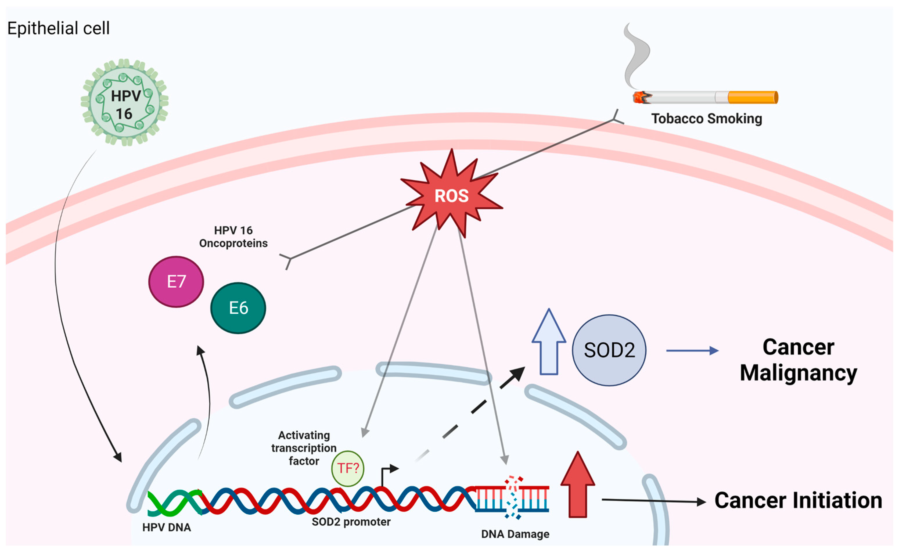 Ijms Free Full Text Interaction Between Cigarette Smoke And Human