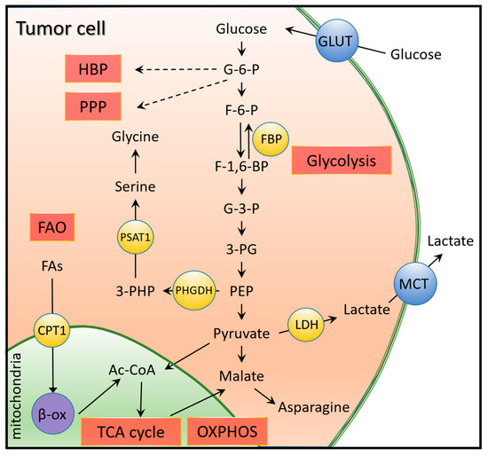 Therapeutic Potential of Tumor Metabolic Reprogramming in Triple ...
