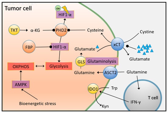 Therapeutic Potential of Tumor Metabolic Reprogramming in Triple ...