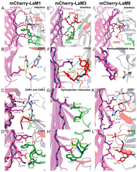 IJMS | Free Full-Text | Structural Insights into the Binding of Red ...
