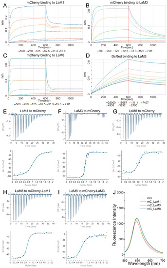 IJMS | Free Full-Text | Structural Insights into the Binding of Red ...