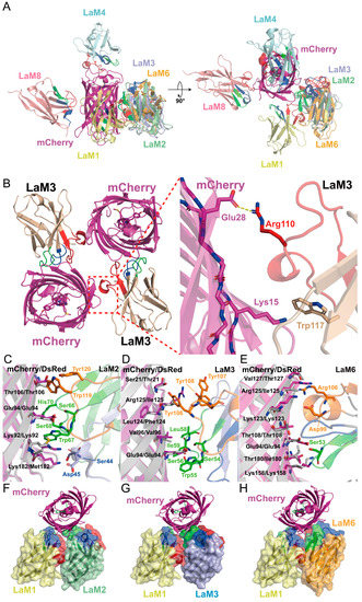 Structural Insights into the Binding of Red Fluorescent Protein mCherry ...