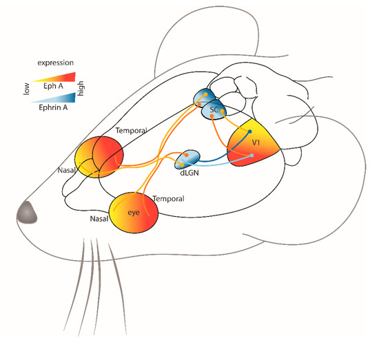 Interactions between Guidance Cues and Neuronal Activity: Therapeutic ...