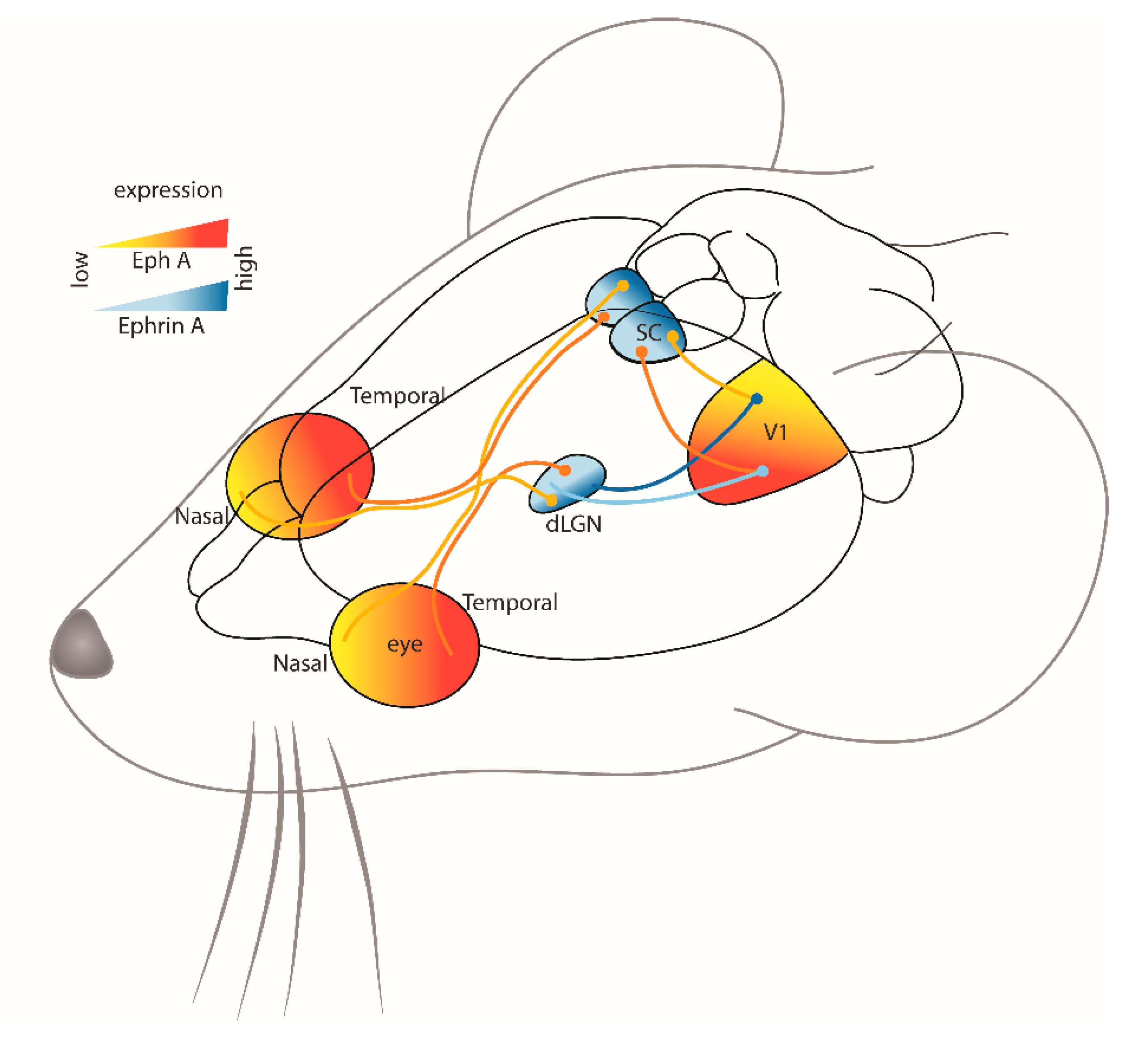 Ijms Free Full Text Interactions Between Guidance Cues And Neuronal