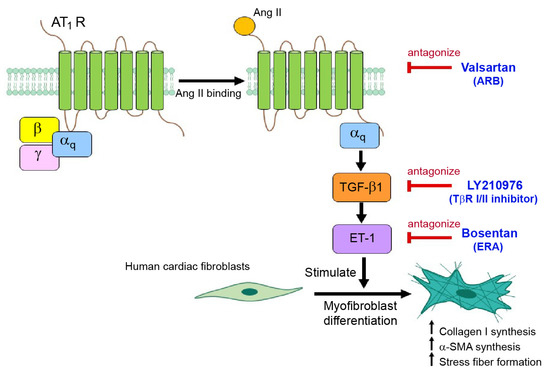 IJMS | Free Full-Text | Dual Blockade of TGF-β Receptor and Endothelin Receptor Synergistically ...