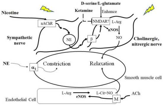 The Acute Effects and Mechanism of Ketamine on Nicotine-Induced ...