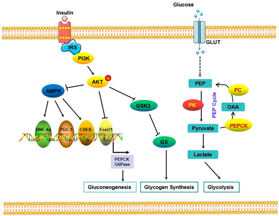 The Pathogenesis of Diabetes