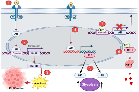 Sulforaphane and Its Protective Role in Prostate Cancer: A Mechanistic Approach