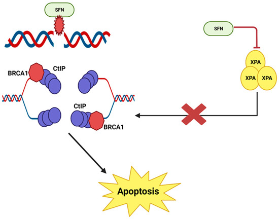 Sulforaphane and Its Protective Role in Prostate Cancer: A Mechanistic ...