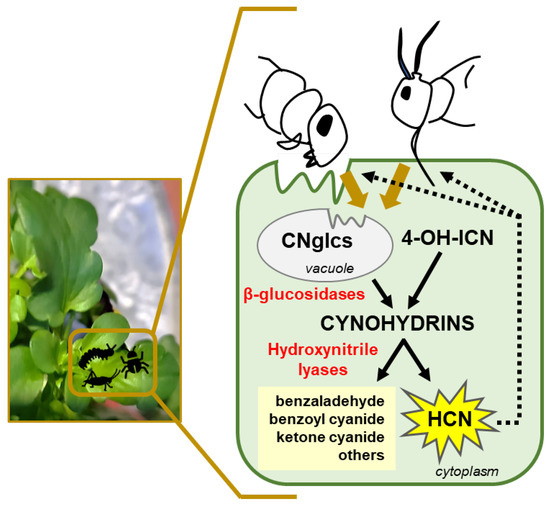 Cyanogenesis, a Plant Defence Strategy against Herbivores