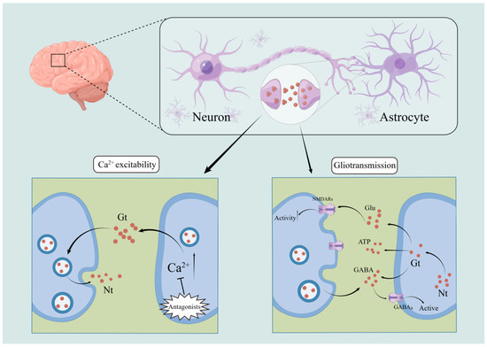 A Review of Research on the Association between Neuron–Astrocyte ...