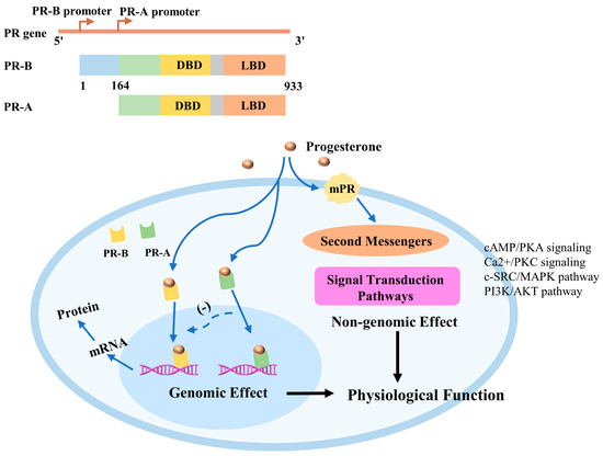 Progesterone Resistance in Endometriosis: Current Evidence and Putative ...